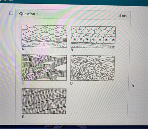 solved u question 1 5 pts a b с d e e a b [choose]