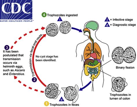 Life Cycle Of Dientamoeba Fragilis Reproduced From Download Scientific Diagram