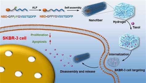 Supramolecular Nanofibers Formed By Enzyme‐instructed Self‐assembly For Skbr‐3 Cell Selective