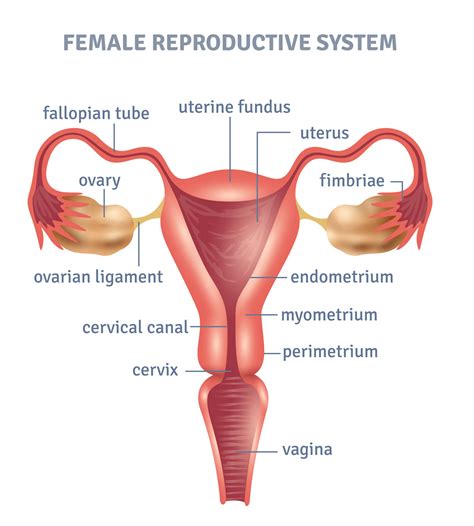 Female Reproductive System Anatomical Structure With Labels Anatomy Note
