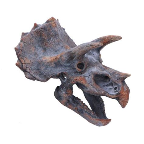 Triceratops Replica Skull Natural History Museum Online Shop