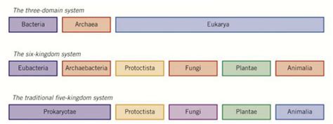 Classification And Evolution Flashcards Quizlet