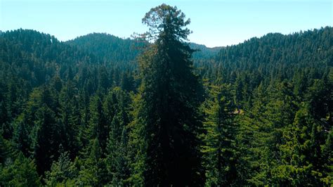 One Of Californias Tallest Redwood Trees Is Now Protected Forever