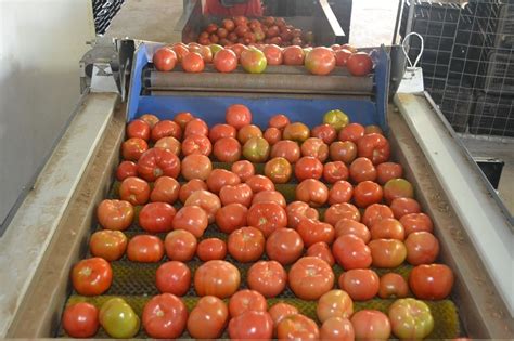 processing sorting grading sizing and packing line for tomatoes