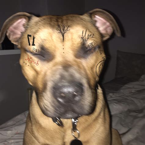 Dddtentacion Rxxxtentacion