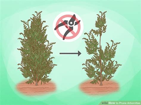 3 Ways To Prune Arborvitae Wikihow