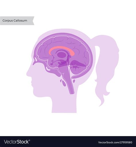 Corpus Callosum Royalty Free Vector Image Vectorstock