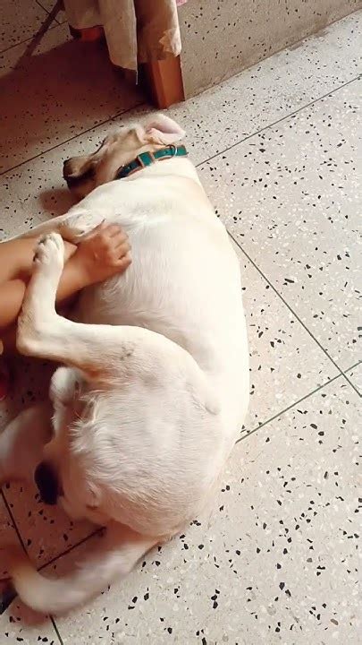 Harry Always Needs Cuddle 🥰 Youtube