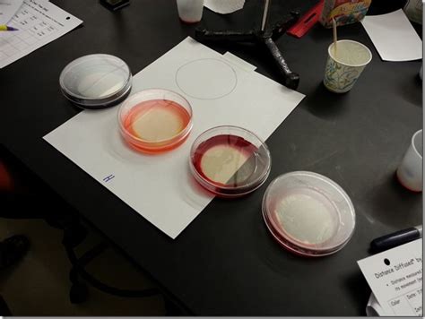 Gelatin Diffusion New Science Teacher