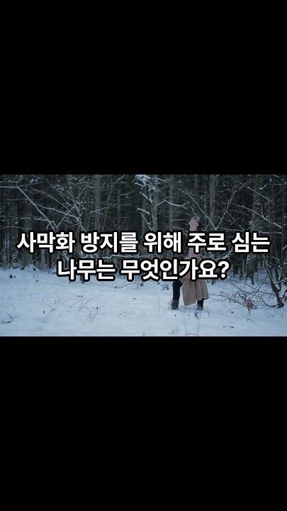 사막화 방지를 위해 주로 심는 나무는 무엇인가요 퀴즈 퀴즈쇼 재미있는퀴즈 지식퀴즈 퀴즈시간 상식퀴즈 두뇌게임 퀴즈도전 퀴즈문제 퀴즈풀기 퀴즈대회 재미