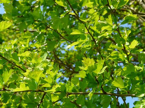 무료 이미지 자연 분기 과일 잎 부시 식품 녹색 생기게 하다 상록수 이파리 견목 관목 낙엽 산사 나무속 꽃 피는 식물 우디 식물 육상 식물