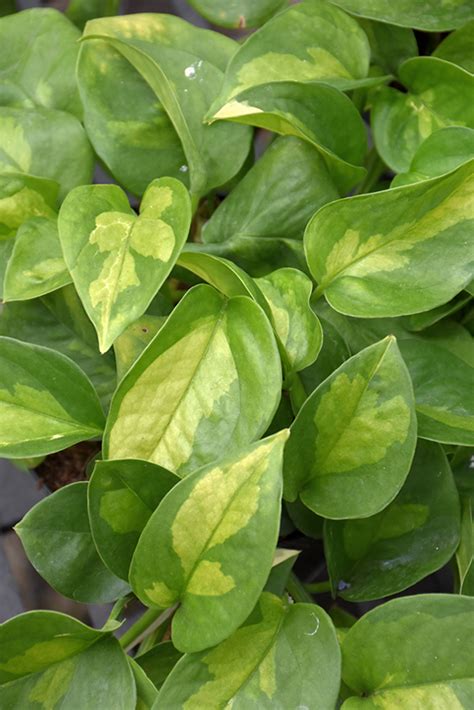 Global Green Pothos Epipremnum Aureum Global Green In Louisville