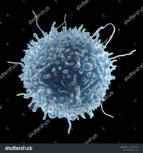 Helper T Cells Microscope