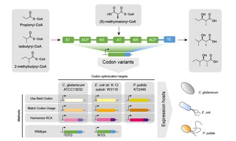 Codon Optimization For Different Expression Systems Key Points And