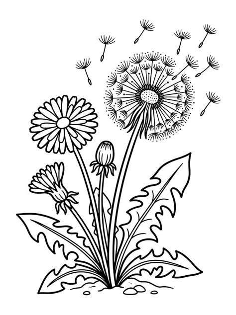 Very Beautiful Dandelion Coloring Page Download Print Or Color