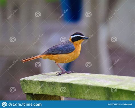 Closeup Of A Beautiful White Browed Robin On A Blurred Background Stock