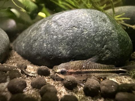 Is This Tank Corydora Ready Rcorydoras