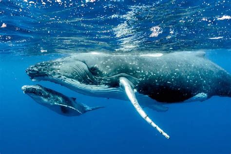 Legislators Introduce Bill Mandating Heavy Oversight Of Sonar Testing