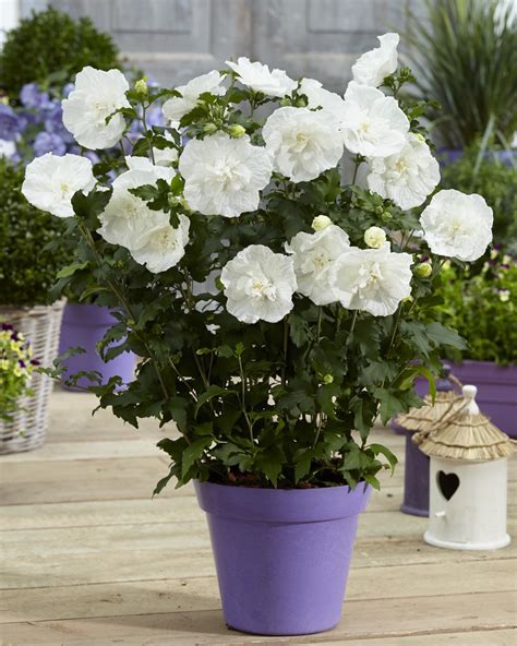 Гибискусы сирийские : Hibiscus syriacus - Гибискус сирийский WHITE Chiffon