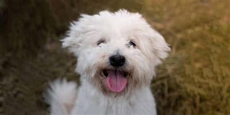 Small Dog Breeds Uk The Top 10 Small Dog Breeds