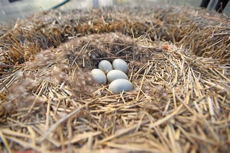 duck eggs nest