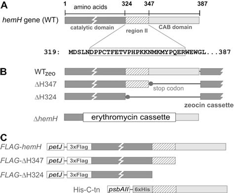 Figure 1 From Functional Assignments For The Carboxyl Terminal Domains Of The Ferrochelatase