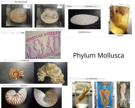 Phylum Mollusca Ii Diagram Quizlet