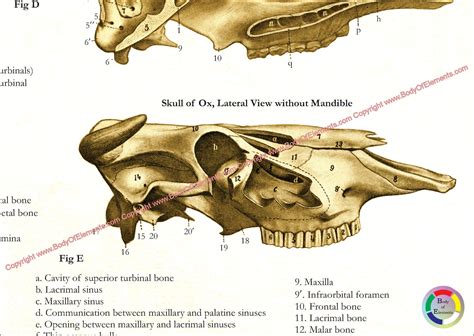 Cow Skeletal Anatomy Poster 24 X 36 Body Of Elements