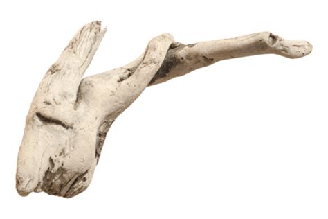 Tree Branch PNGs For Free Download