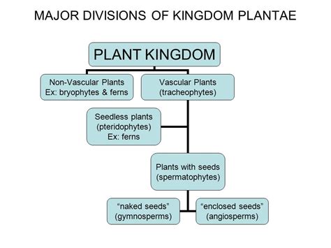 Kingdom Plantae Divisions