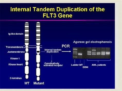 Detection Of Heterogeneous Flt3 Itd Mutant Variants In