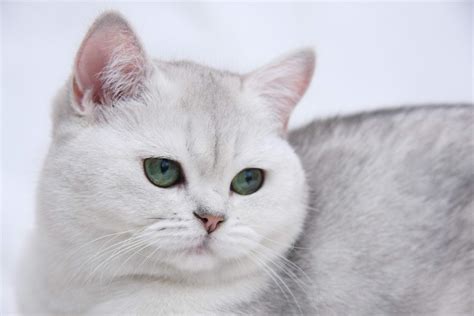 British Shorthair Wallpapers Top Free British Shorthair Backgrounds