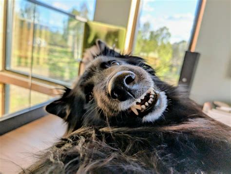 When You Get A Really Good Back Scratch Album On Imgur