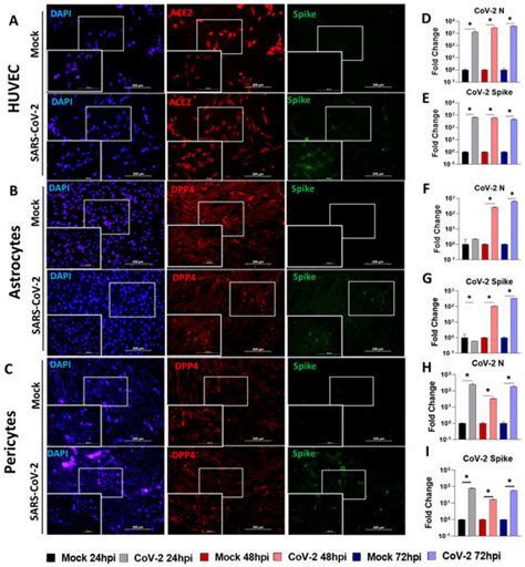 Viruses An Open Access Journal From Mdpi