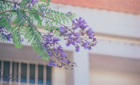 무료 이미지 자연 푸른 녹색 라벤더 라일락 꽃 분기 제비꽃 봄 나무 작은 가지 관엽 식물 플로랄 디자인 꽃꽂이 4197x2545 An Min