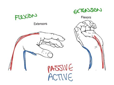 Active Range Of Motion Vs Passive GreysonldSalas