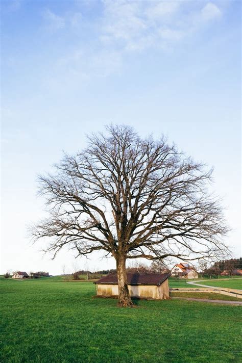 Big Tree Without Leaves Germany In Spring Village Green Grass Stock