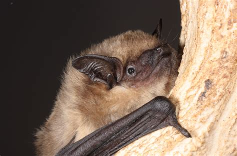 How Big Is Too Big Bats Enormous Penis Makes Penetration Impossible Science Aaas