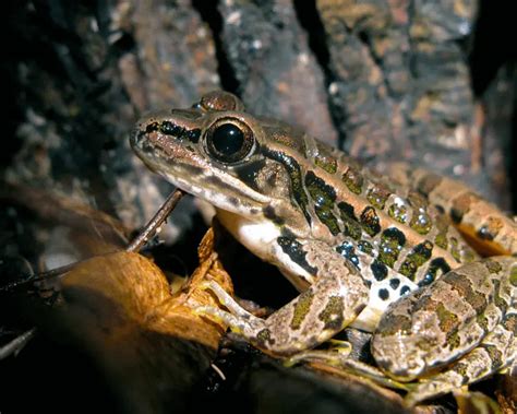 Pickerel Frog Facts Diet Habitat And Pictures On Animaliabio