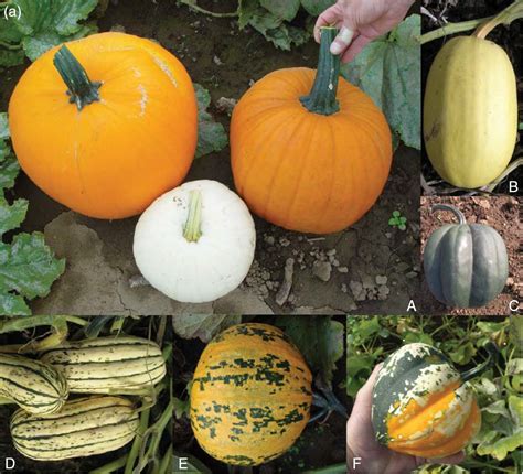 Calabaza ⋆ Horticultura