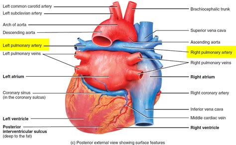 Pulmonary Artery Branches Anatomy