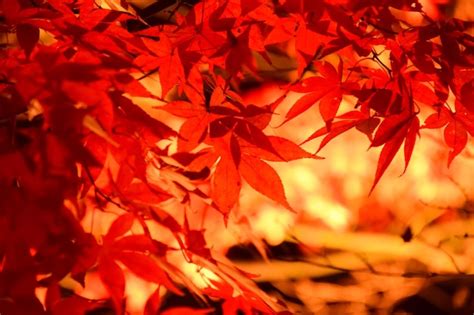 Premium Photo Close Up Of Maple Leaves