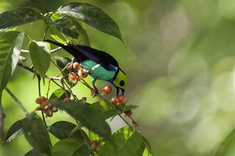 Paradise Tanager · Amazonia Expeditions
