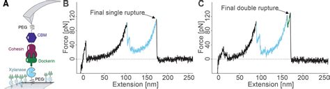 Resolving Dual Binding Conformations Of Cellulosome Cohesin Dockerin Complexes Using Single
