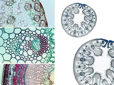 Ks3 Year 7 Grade 6 Art And Design 10 Lesson Unit Cells Patterns Clay Tile