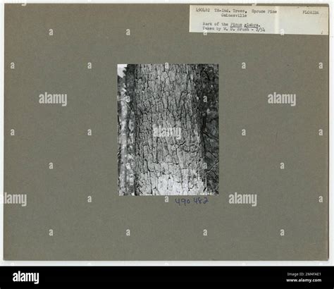 Tree Identification Pine Spruce Photographs Relating To National Forests Resource