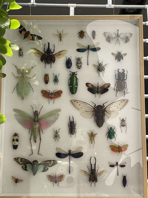 Pin By Aigi Nur On Butterflies Entomology Decor Beautiful Bugs Cool
