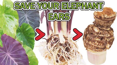 How To Overwinter Your Elephant Ear Plants Colocasia Esculenta