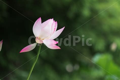 연꽃 연 Lotus 식물 불고 사진이미지일러스트캘리그라피 Ldyleo작가