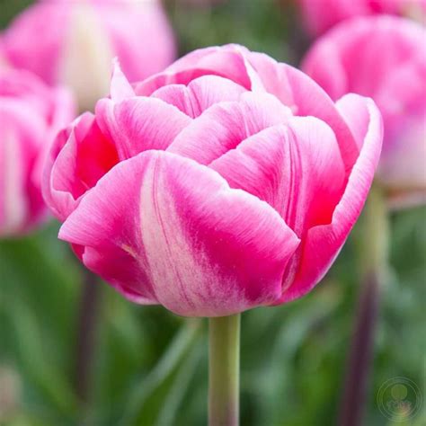 Тюльпан Вог Tulipa Voque купить луковицы в Москве по низкой цене доставка почтой по всей